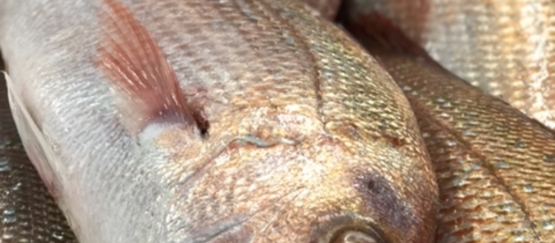 Victorian Snapper - Ocean Made Seafood