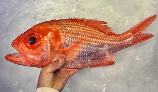 Red Fish.jpeg - Ocean Made Seafood
